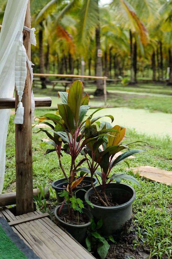 Vertical Shot of Flower Pots in a Park with Palm Trees Stock Image ...