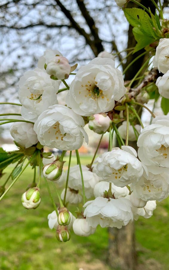 Vertical Shot of a Flowering White Cherry Tree Stock Photo - Image of ...