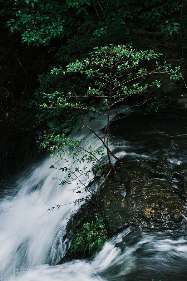 Vertical Shot Flowing Waterfall Falling from Rocks Surrounded by Trees ...