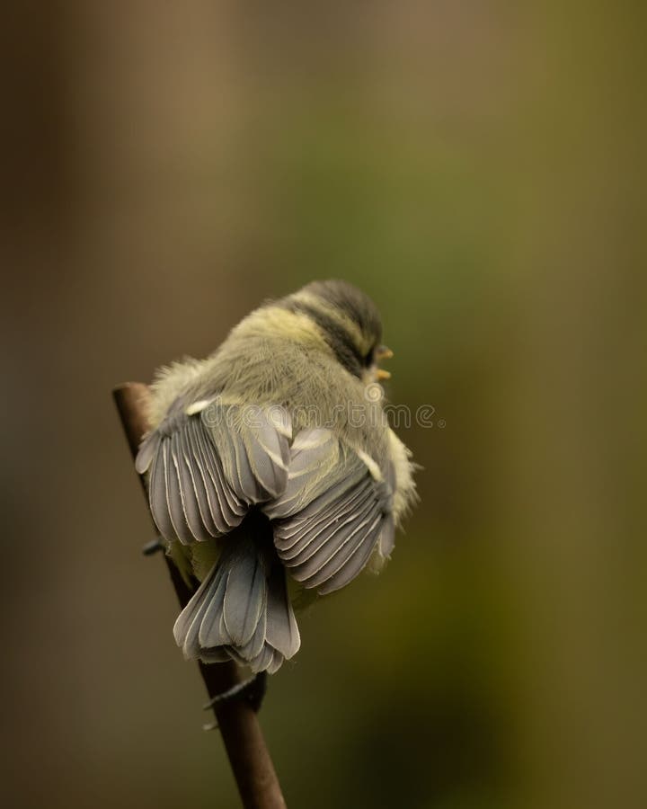 Vertical Shot of a Fluffy Baby Blue Tit Stock Image - Image of outdoor ...