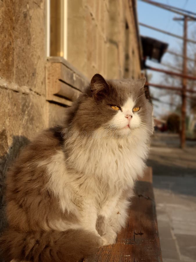 Vertical Shot of a Fluffy British Longhair Cat Sitting on the Bench ...