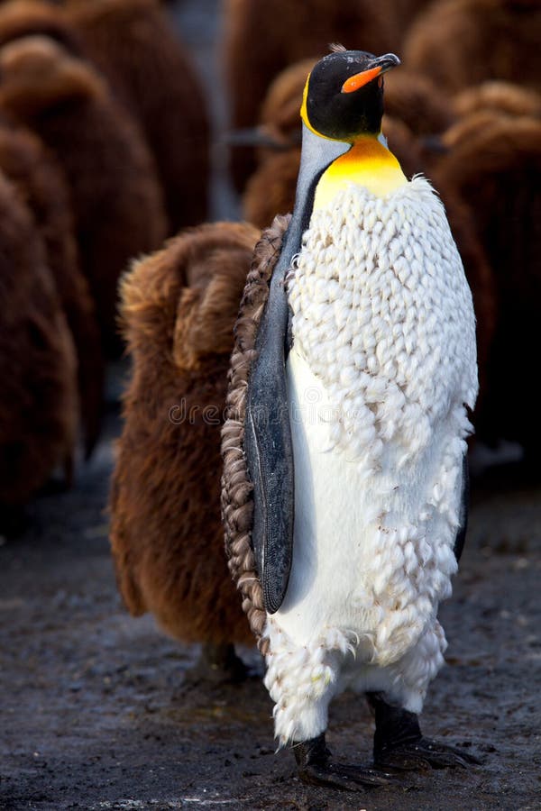 Vertical Shot of a Fluffy Emperor Penguin in South Georgia Stock Image ...