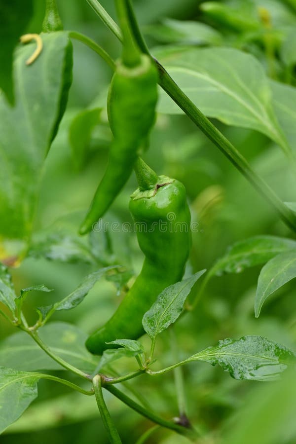 Vertical Shot Fo the Green Pepper Growing on the Tree Stock Image ...