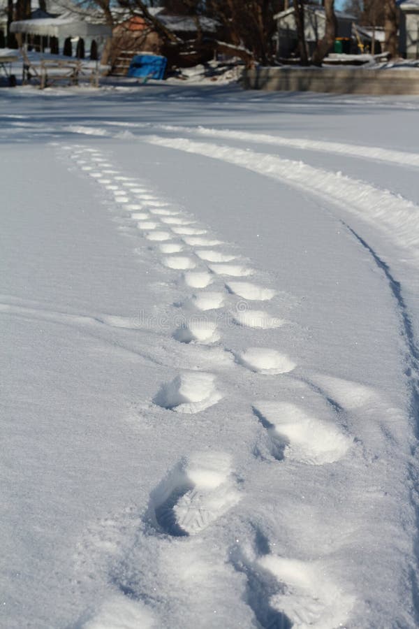 Vertical Shot of Footsteps in the Snow Taken in Minnesota Stock Photo ...