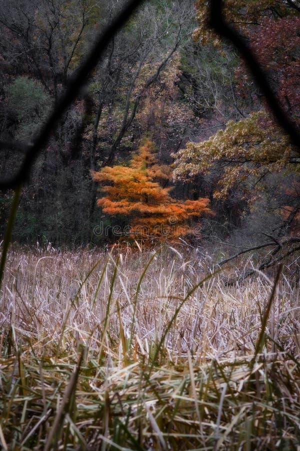 Vertical Shot of a Forest in Autumn with Different Colored Trees Stock ...