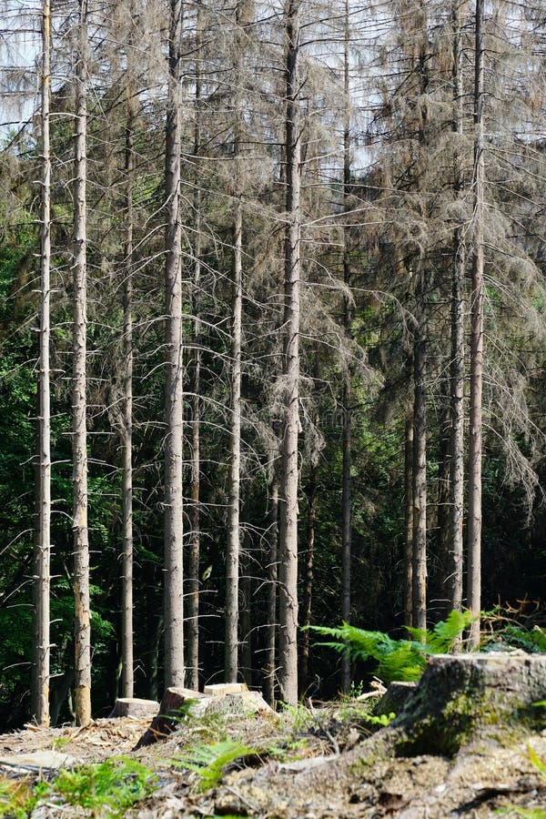 Vertical Shot of Forest in Bad Condition Due To Climate Change Stock ...