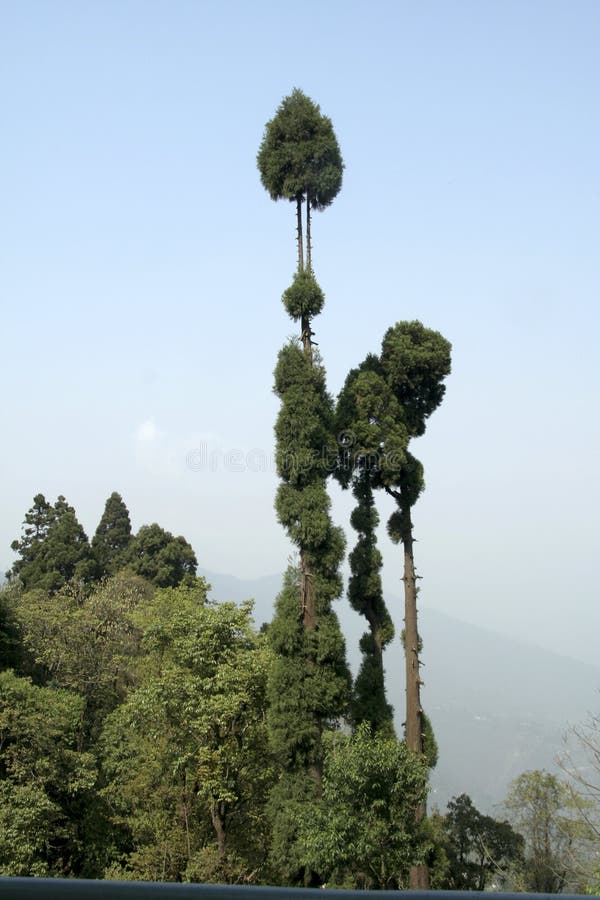 Vertical Shot of a Forest with a Few Trees Standing Out High Above All ...
