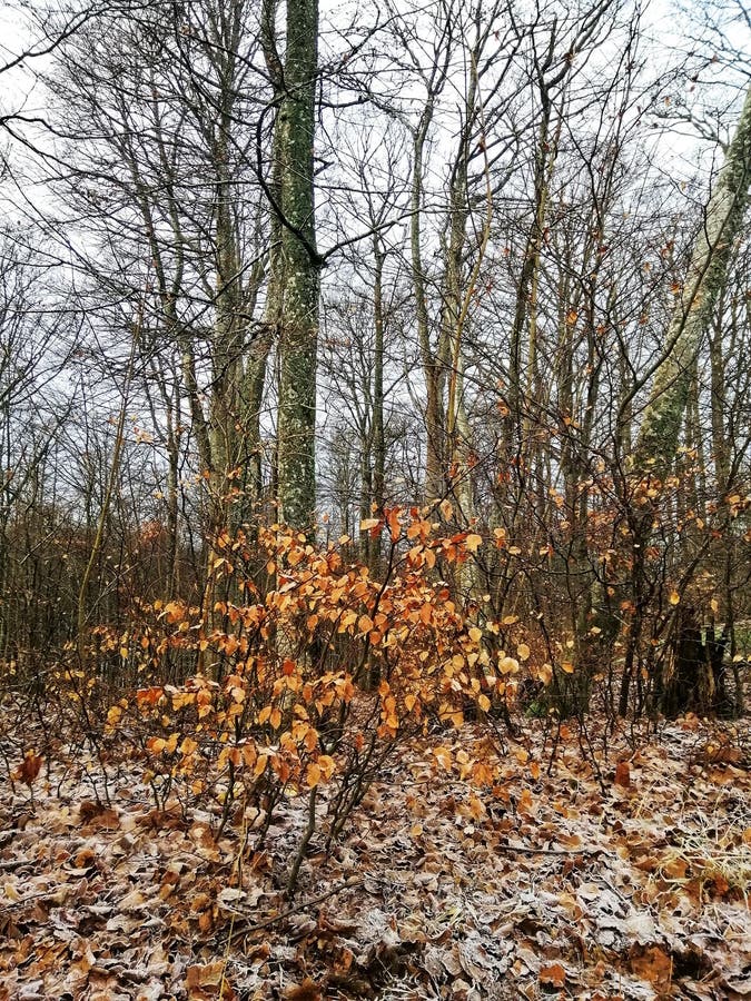 Vertical Shot of a Forest Full of High Rise Trees in Larvik, Norway ...