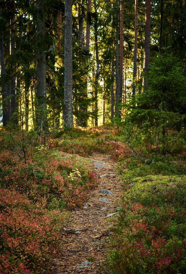 Vertical Shot of a Forest Full of Tall Trees during the Day Stock Photo ...