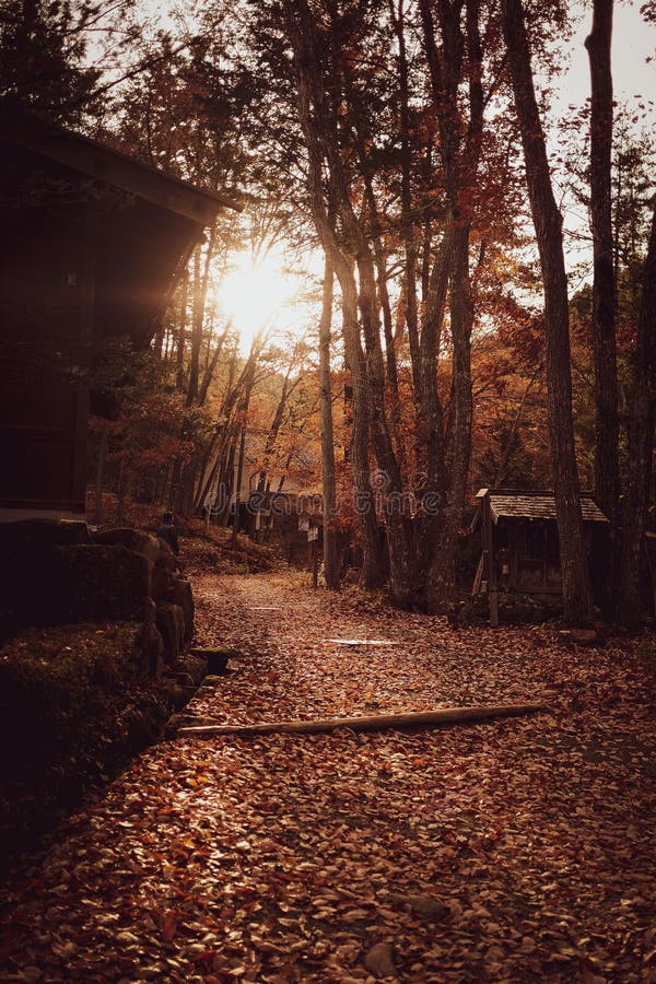 Vertical Shot of a Forest Full of Tall Trees Under the Bright Sun Stock ...