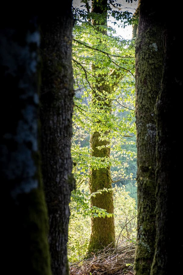 Vertical Shot of a Forest with Green Leafed Tree in the Distance at ...