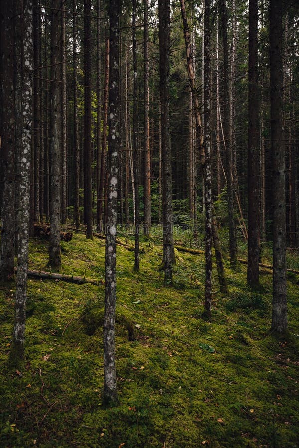Vertical Shot of a Forest with a Lot of Tall Trees and Greenery Stock ...