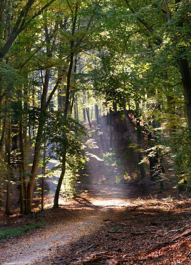Vertical Shot of a Forest Path Lighten Up by a Light Beam Stock Photo ...