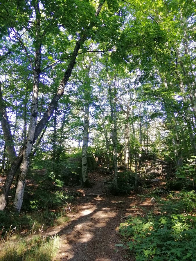 Vertical Shot of Forest Path in Norway Stock Image - Image of foliage ...