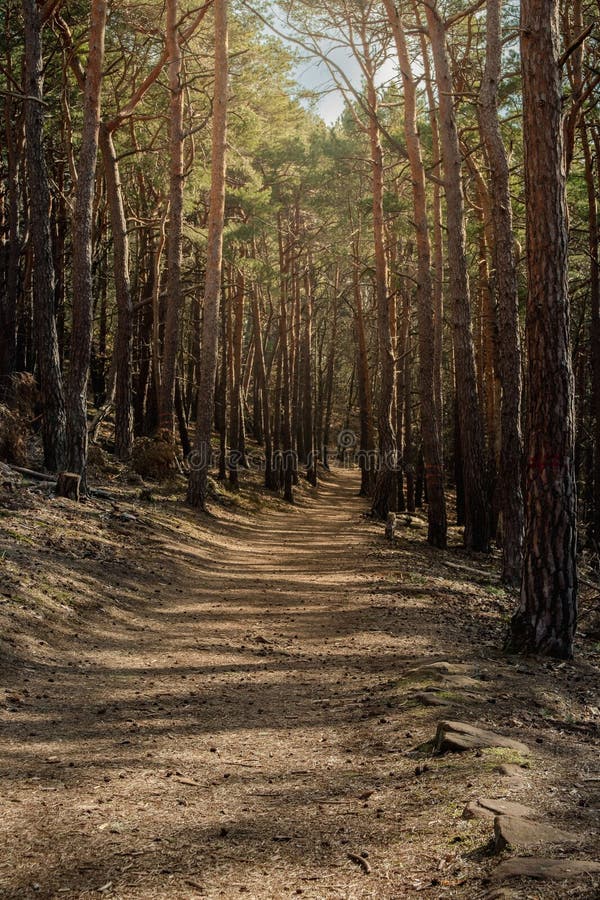 Vertical Shot of a Forest Path with Sunlight Seeping through the Trees ...