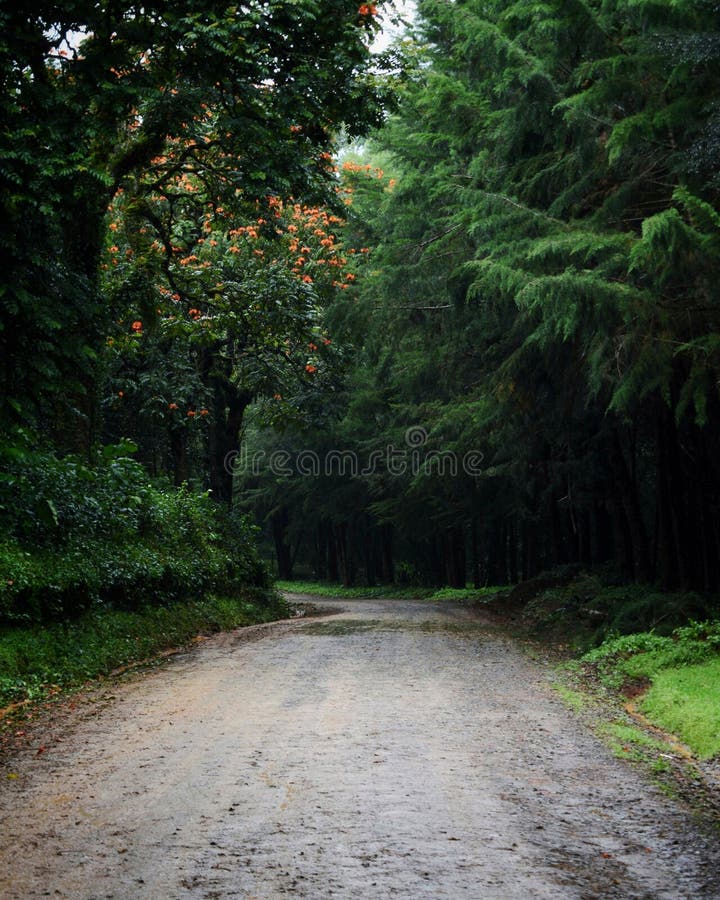 Vertical Shot of a Forest Road Lined with Nandi Flame and Cypress Trees ...