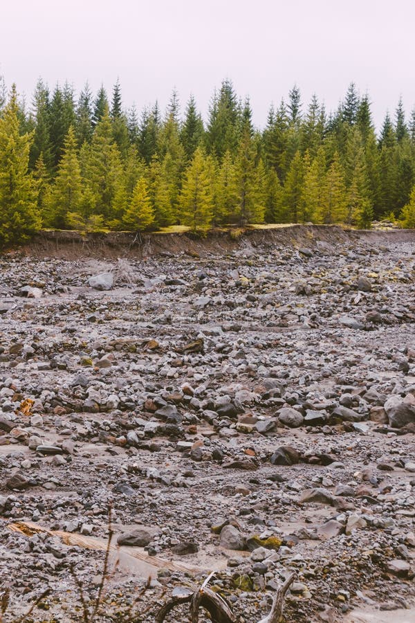 Vertical Shot of a Forest on the Shore of a Dried-out Lake with Stones ...
