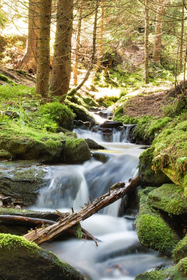 Vertical Shot of a Forest Stream Stock Image - Image of motion, river ...