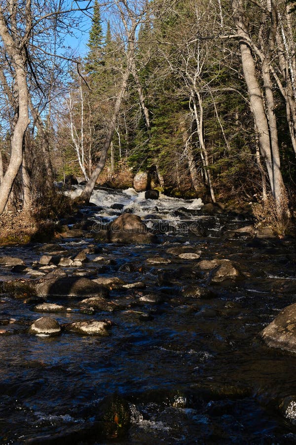 Vertical Shot of a Forest Stream Stock Image - Image of park, forest ...