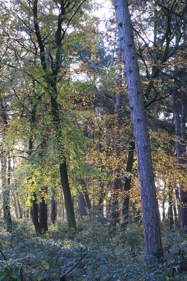 Vertical Shot of a Forest at Sutton Park Birmingham Stock Image - Image ...