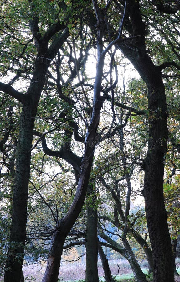 Vertical Shot of a Forest at Sutton Park Birmingham Stock Photo - Image ...