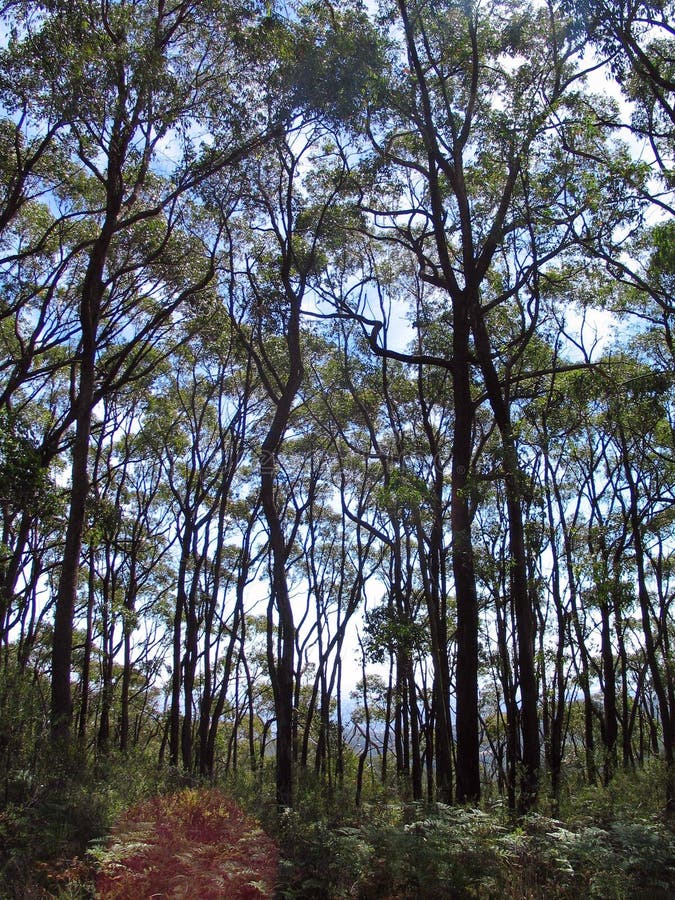 Vertical Shot of a Forest with Tall Trees in Australia Stock Photo ...