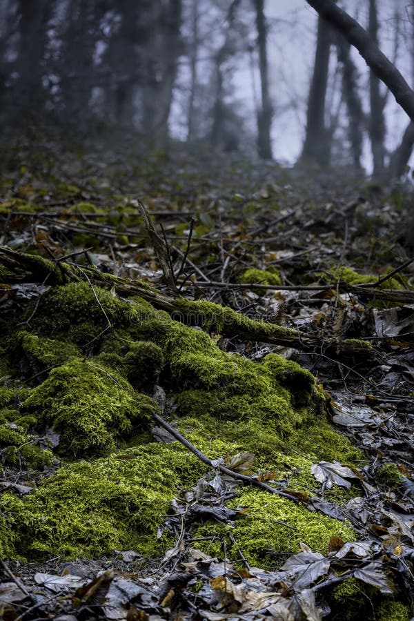 Vertical Shot of a Forest with the Wet Ground and Moss on a Cold Day ...