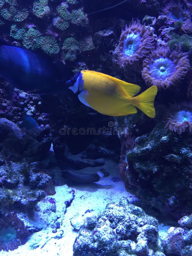 Vertical Shot of a Foxface Rabbitfish in the Aquarium Stock Image ...