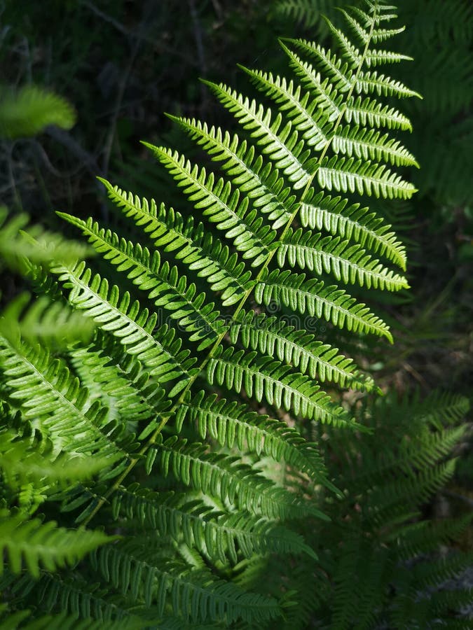Vertical Shot of Fresh Fern Stock Image - Image of fern, ecology: 262542899