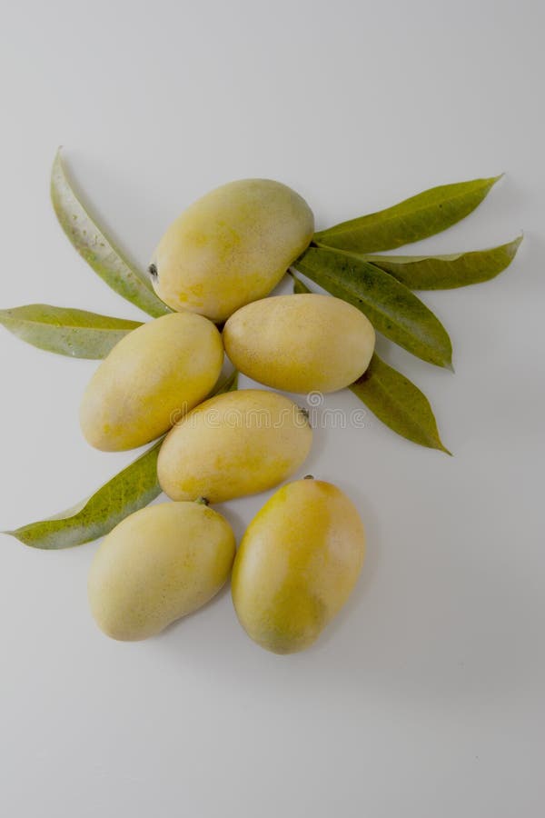 Vertical Shot Fresh Mango Fruits Isolated Background Stock Photos ...