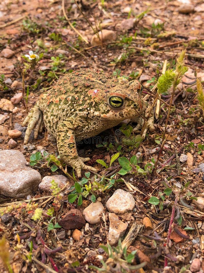 Vertical shot of a frog stock image. Image of amphibious - 262200829