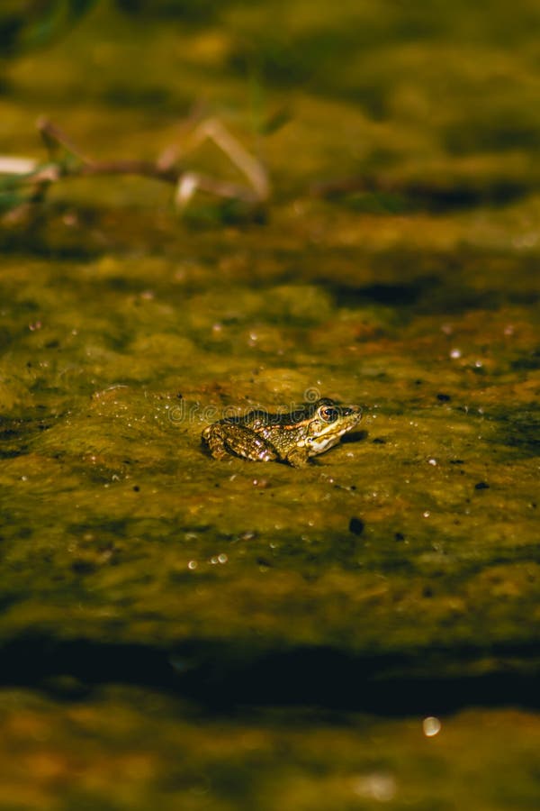 Vertical Shot of a Frog Standing on the Mossy Green Surface Stock Image ...