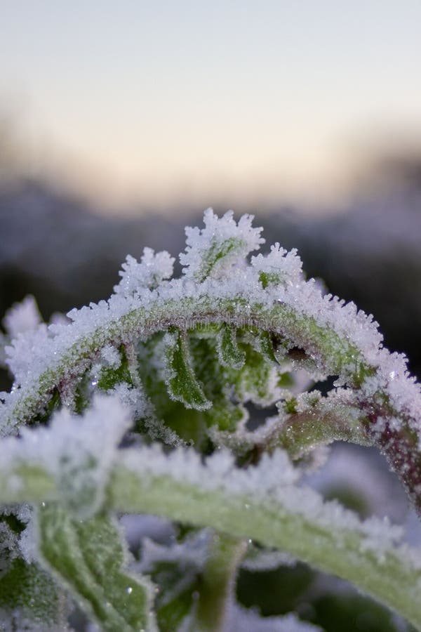 Vertical Shot of a Frozen Green Plant Stock Image - Image of frozen ...