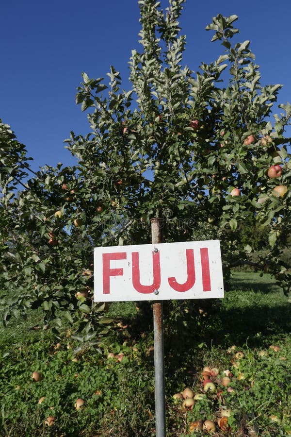 Vertical Shot of Fuji Apple Trees in an Orchard Stock Image - Image of ...