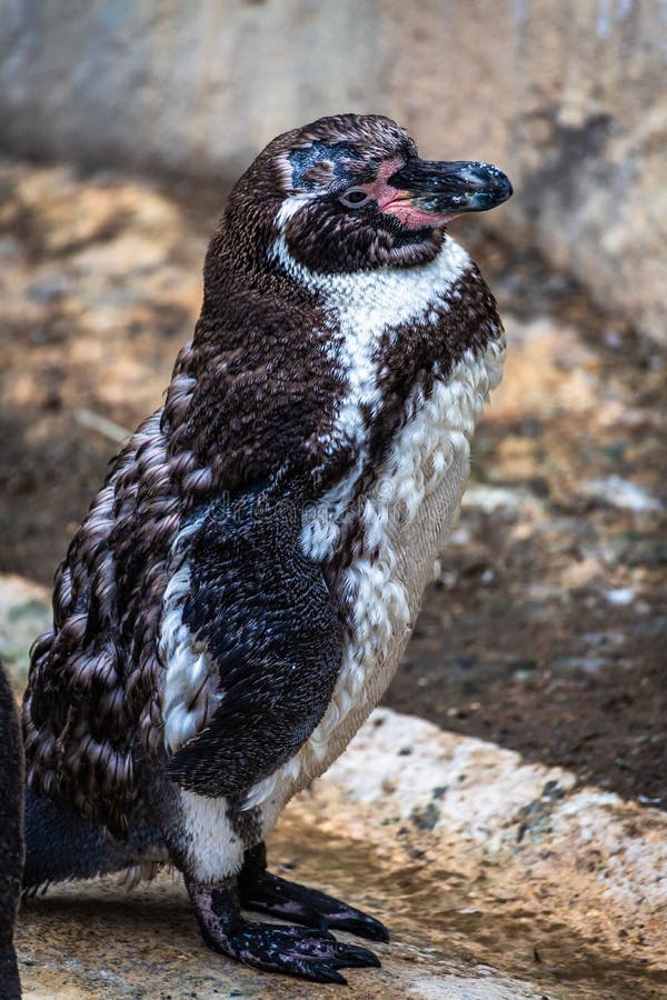 Vertical Shot of a Funny Humboldt Penguin Stock Photo - Image of ...