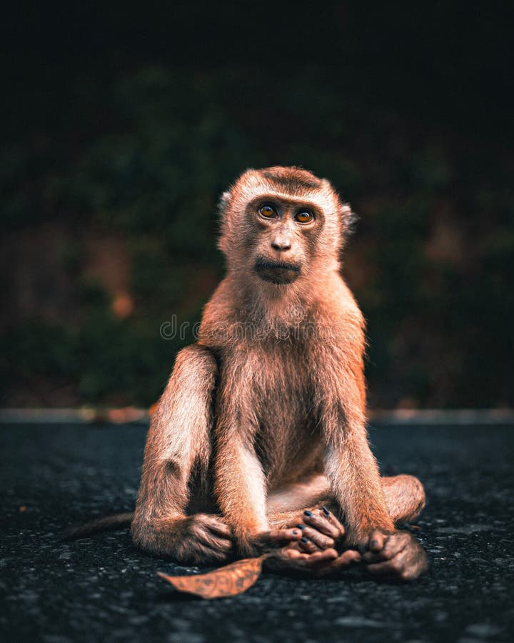 Vertical Shot of a Funny Monkey Sitting on the Ground Stock Image ...