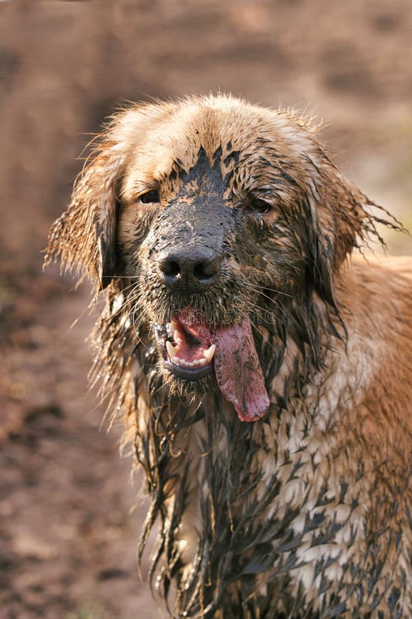 Vertical Shot of a Funny Muddy Dog Stock Photo - Image of shot ...