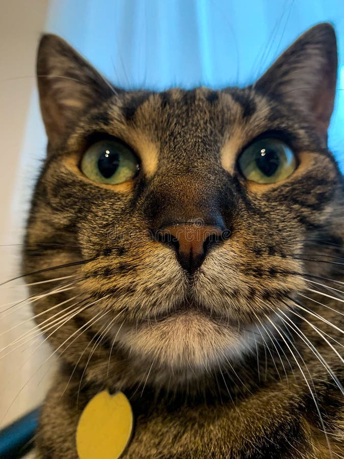 Vertical Shot of a Funny Tabby Cat Face Stock Photo - Image of shot ...
