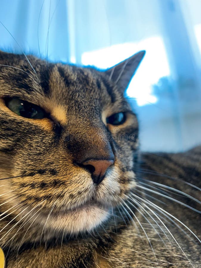 Vertical Shot of a Funny Tabby Cat Face Stock Image - Image of tabby ...