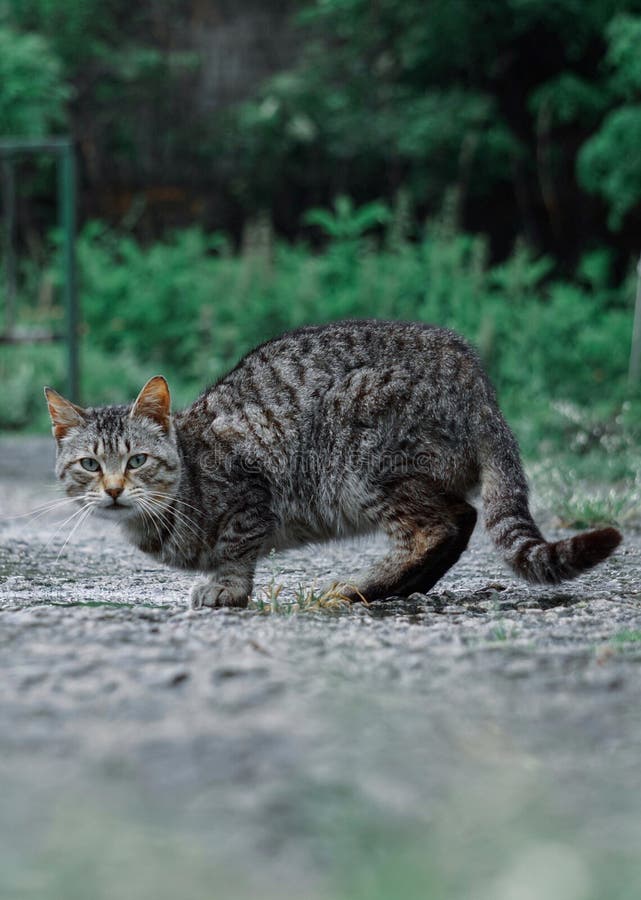 Vertical Shot of a Funny Tabby Stray Cat Stock Photo - Image of feline ...