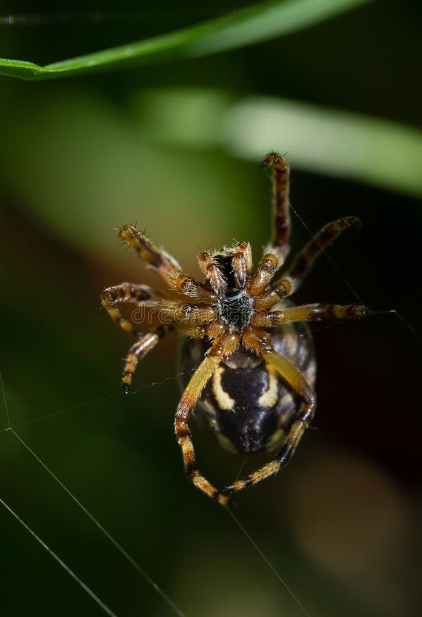 Vertical Shot of a Furrow Orb Spider Weaving Its Web in Daylight Stock ...