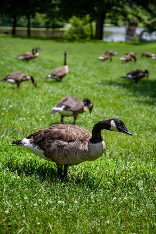 Vertical Shot of a Gaggle of Geese on a Grass Field Stock Image - Image ...