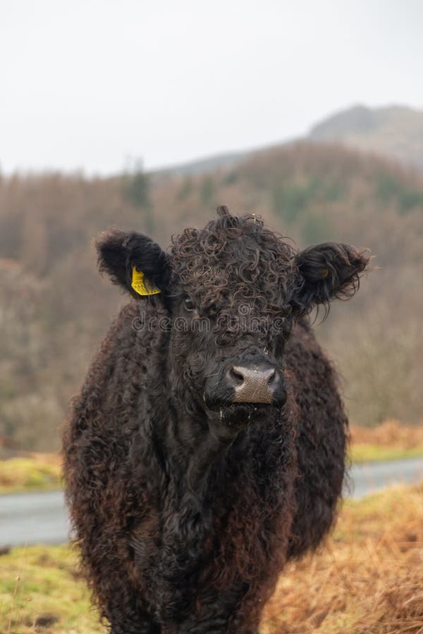 Vertical Shot of a Galloway Cattle in the Countryside Stock Image ...