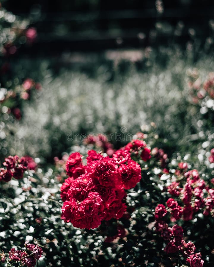 Vertical Shot of Garden Red Roses Under Sunlight in a Park Stock Image ...