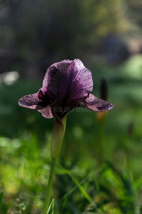 Vertical Shot of Georgian Iris Growing in a Field on a Sunny Day Stock ...
