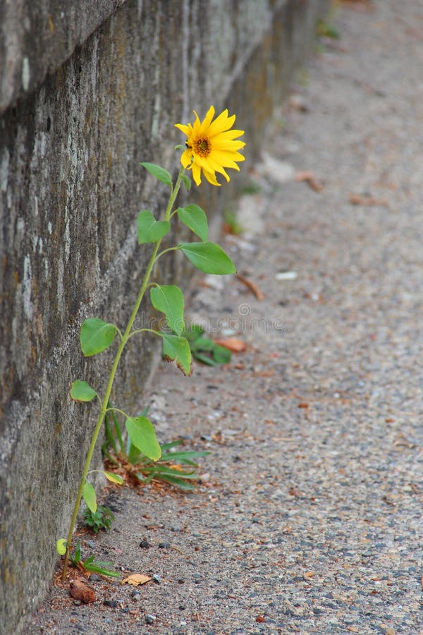 Vertical Shot of a Giant Sunflower Growing in Solid Ground, by a Stone ...