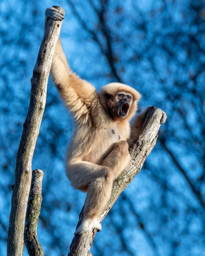 Vertical Shot of a Gibbon Yelling while Hanging on a Tree Stock Image ...