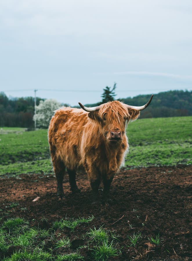 Vertical Shot of a Ginger Bull on a Green Field Outdoors Stock Photo ...