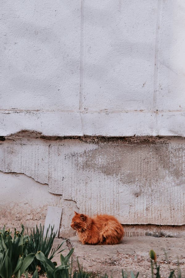 Vertical Shot of a Ginger Cat Outdoor Stock Photo - Image of lying ...