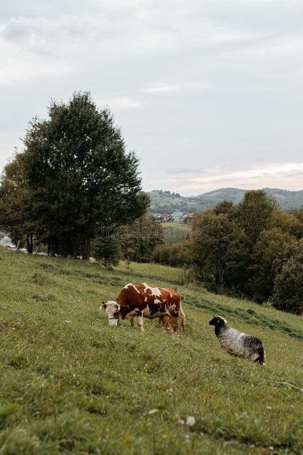 Vertical Shot of Ginger Cattle and Sheep Grazing in a Meadow on a Hill ...